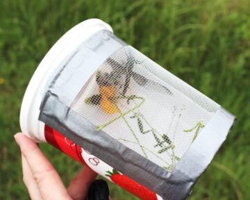 How to Make a Bug Box- Recycled or New Materials | Welcome To Nana's