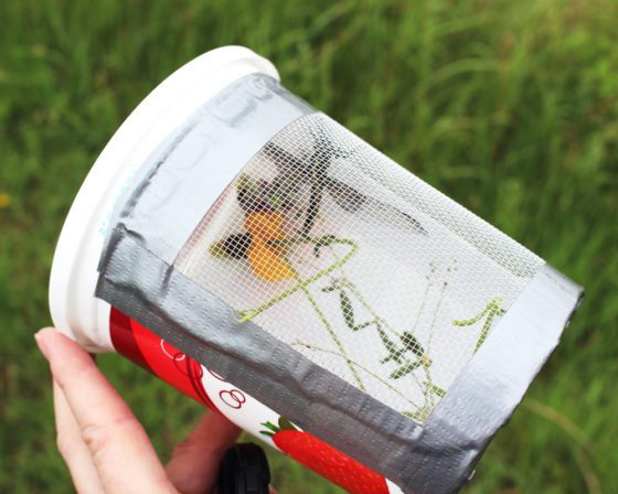 How to Make a Bug Box- Recycled or New Materials | Welcome To Nana's