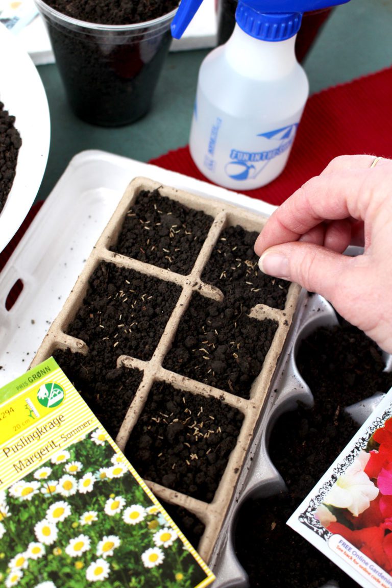 Planting Spring Flower Seeds | Welcome To Nana's