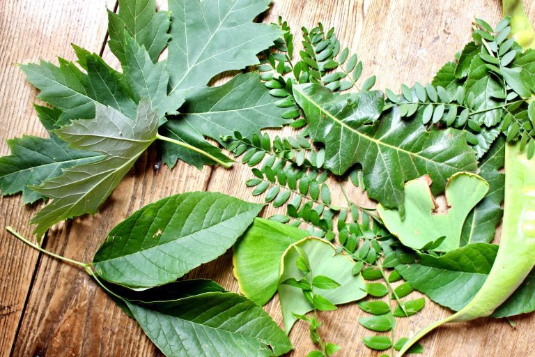 Tree Leaf Identification Nature Journal | Welcome To Nana's