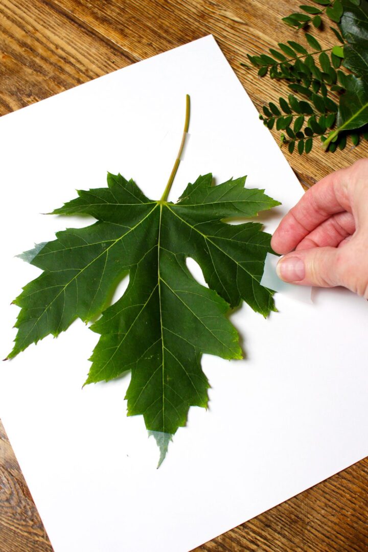Tree Leaf Identification Nature Journal | Welcome To Nana's