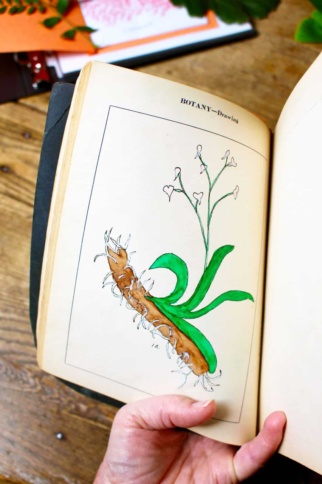 Tree Leaf Identification Nature Journal | Welcome To Nana's