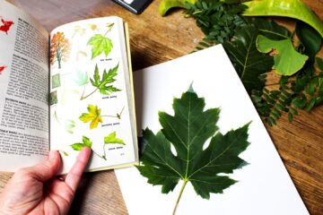 Tree Leaf Identification Nature Journal | Welcome To Nana's