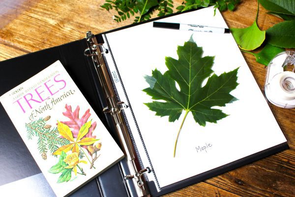 Tree Leaf Identification Nature Journal | Welcome To Nana's
