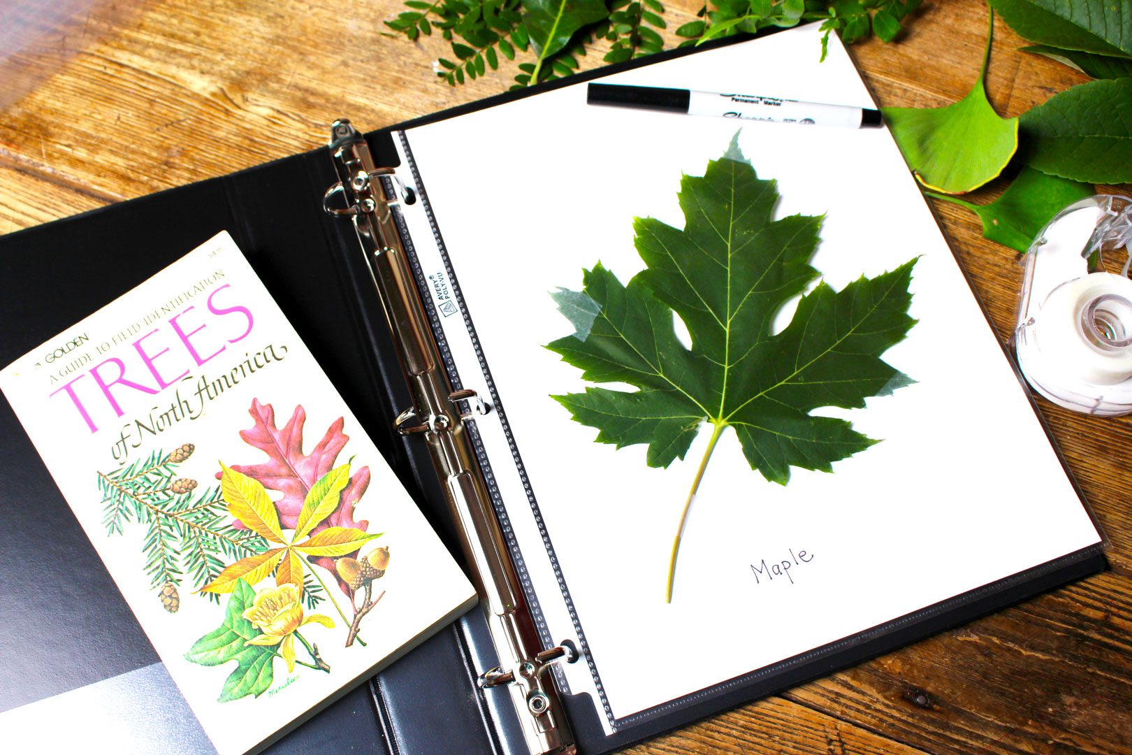 Tree Leaf Identification Nature Journal | Welcome To Nana's