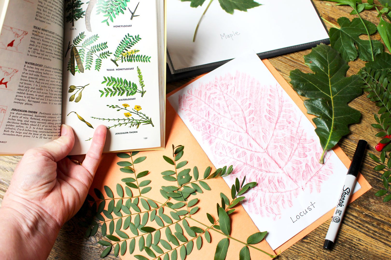 Tree Leaf Identification Nature Journal | Welcome To Nana's