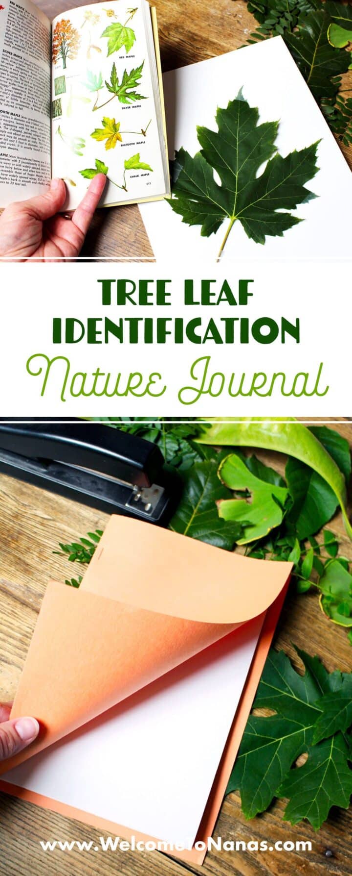 Tree Leaf Identification Nature Journal | Welcome To Nana's