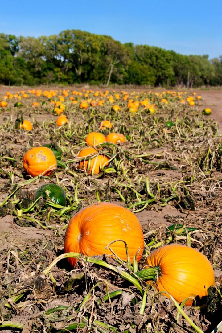 Fall Corn Maze Free Coloring Page | Welcome To Nana's