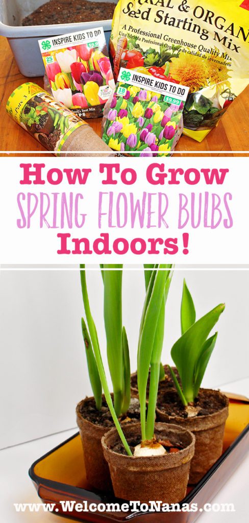 How to Grow Spring Flower Bulbs Inside - Welcome To Nana's
