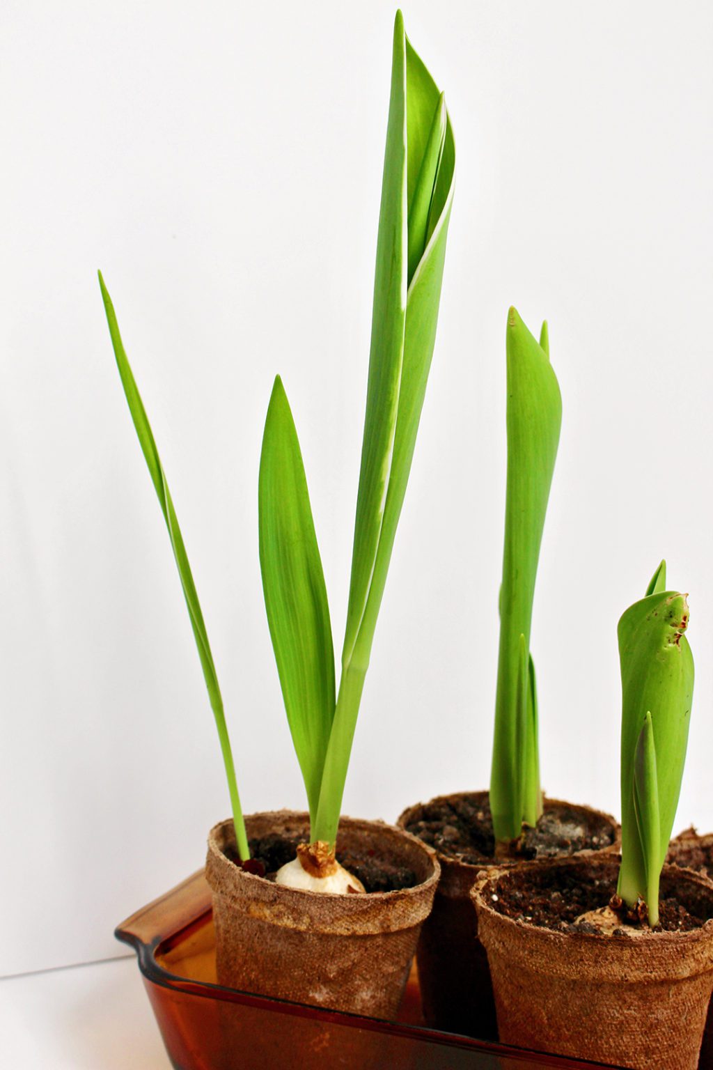 How to Grow Spring Flower Bulbs Inside | Welcome To Nana's