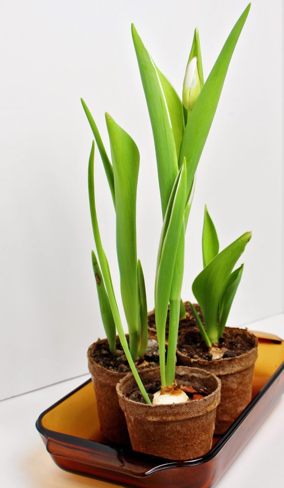 How to Grow Spring Flower Bulbs Inside | Welcome To Nana's