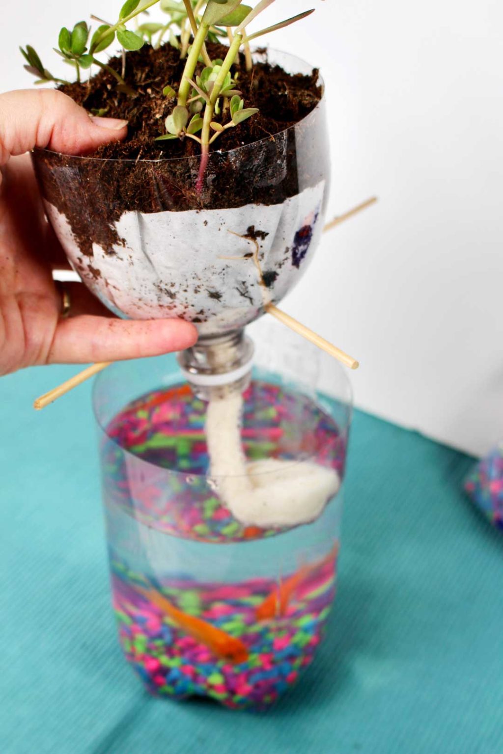 DIY 2-liter Bottle Ecosystem Project | Welcome To Nana's