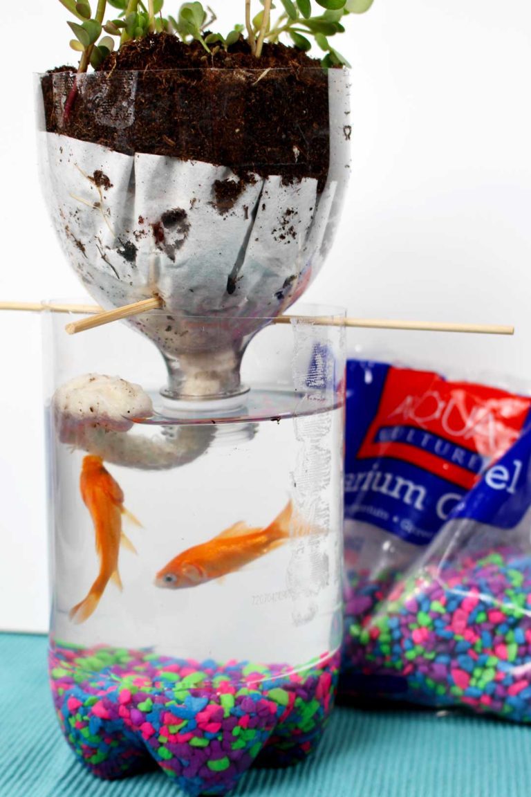 DIY 2-liter Bottle Ecosystem Project | Welcome To Nana's