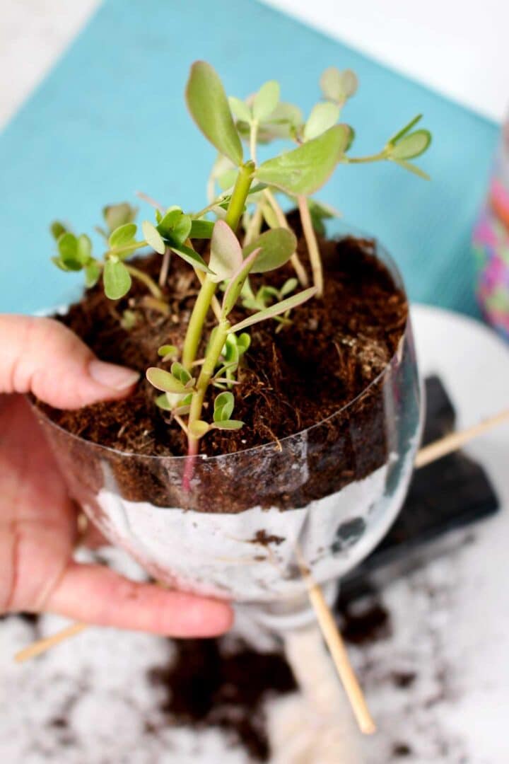 DIY 2-liter Bottle Ecosystem Project | Welcome To Nana's