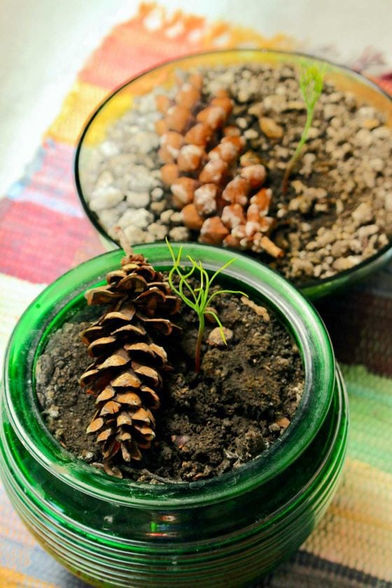 How to Grow a Tree from a Pine Cone - Welcome To Nana's