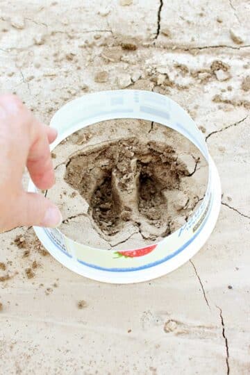 Learn How to Make Plaster Casts of Animal Tracks | Welcome To Nana's