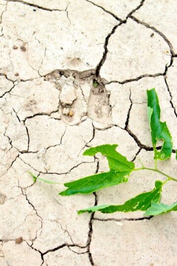 Learn How to Make Plaster Casts of Animal Tracks | Welcome To Nana's