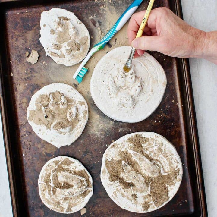 Learn How to Make Plaster Casts of Animal Tracks | Welcome To Nana's